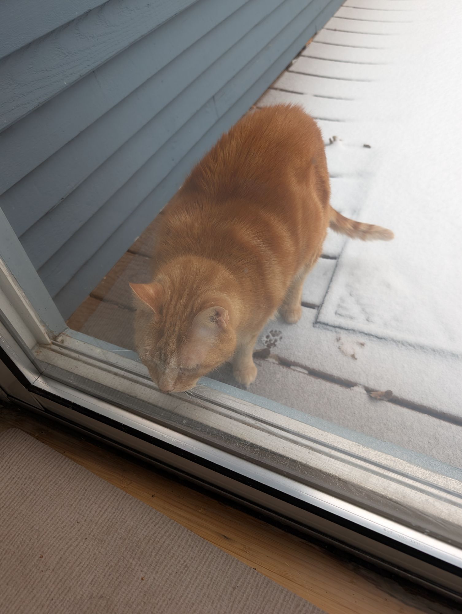Our southern cat is not amused by winters offerings – Carla Solomon
